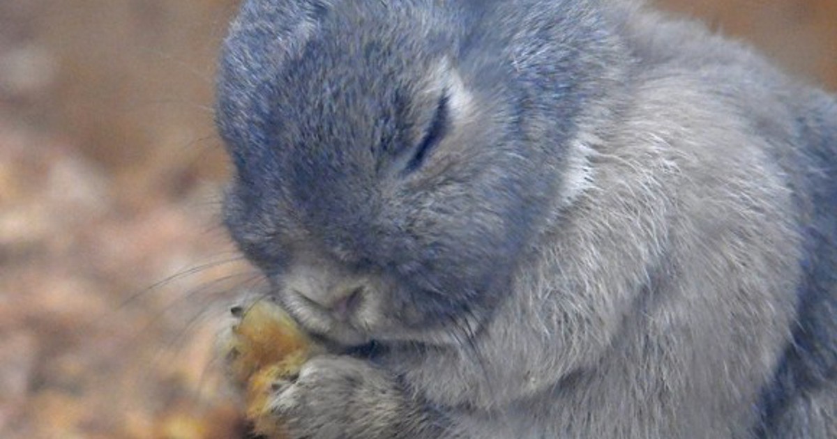 In Photos: Southwest Japan zoo ramps up cuteness factor with domestic ...