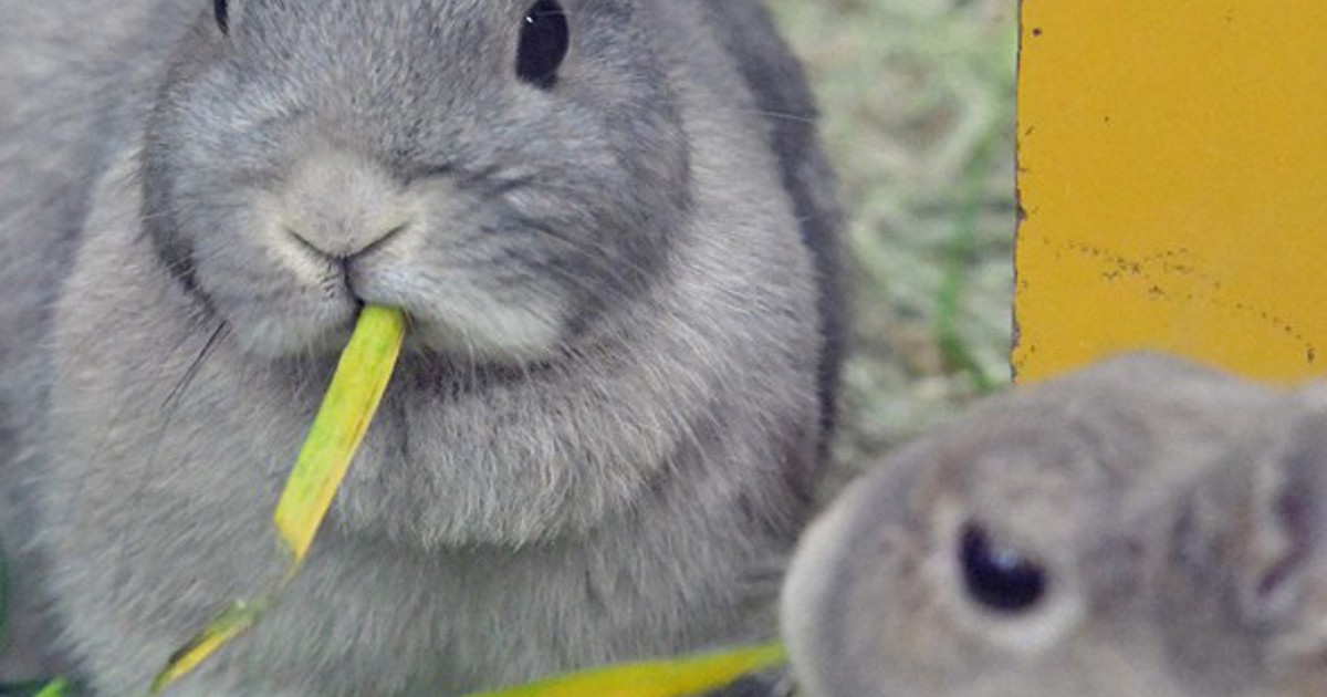 In Photos: Southwest Japan zoo ramps up cuteness factor with domestic ...