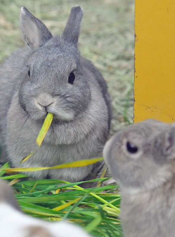 In Photos: Southwest Japan zoo ramps up cuteness factor with domestic ...