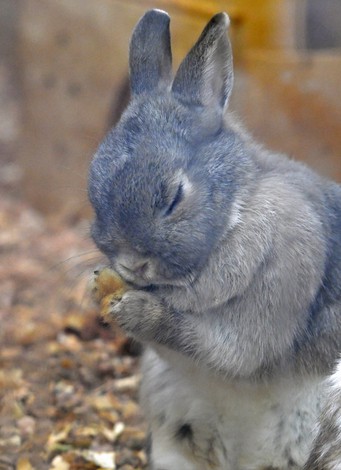 Cuddly domestic rabbits in spotlight at southwestern Japan zoo - The ...