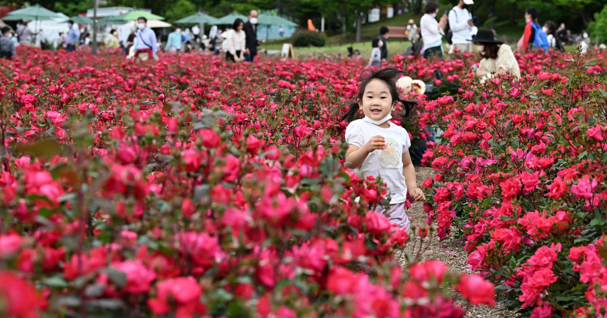 Japan Photo Journal: 6,000 varieties of roses in full bloom at Gifu ...