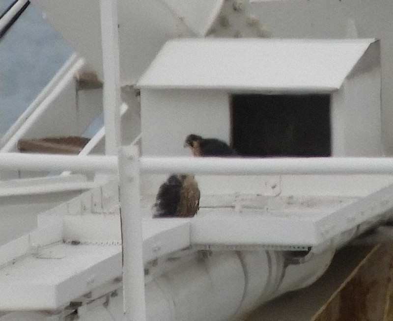 Falcons return to breed on chimney at thermal power plant in west Japan ...