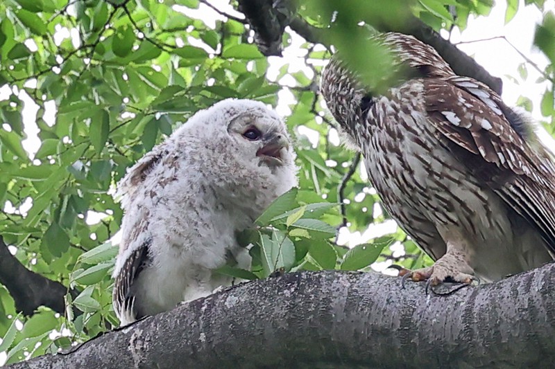 Fluffy owl chick at east Japan shrine draws bird-watching shutterbugs ...