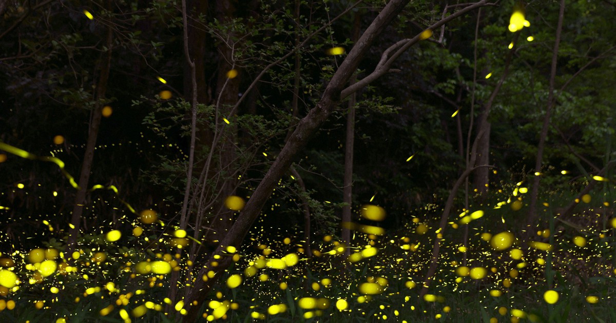 Japan Photo Journal: Fireflies set visitors aglow with delight at Osaka ...