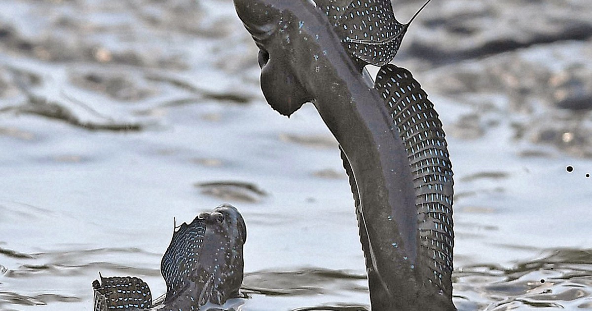 Japan Photo Journal: Tall beauty? Male mudskippers court females by ...