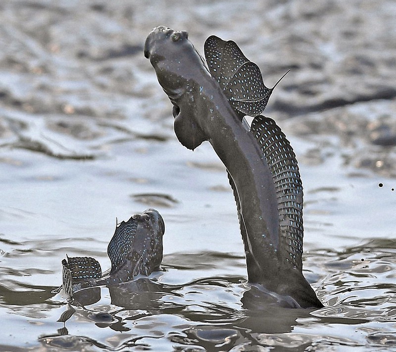 Japan Photo Journal: Tall beauty? Male mudskippers court females by ...