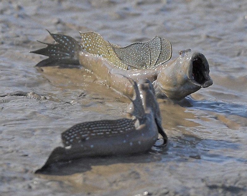 In Photos: Love season arrives for mudskippers in southwest Japan - The ...