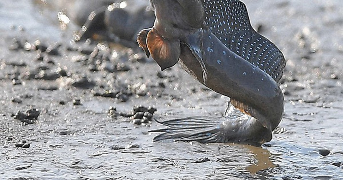 In Photos: Love season arrives for mudskippers in southwest Japan - The ...