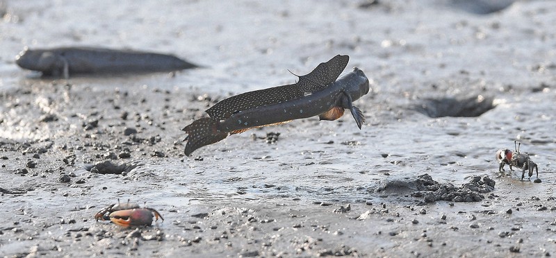 In Photos: Love season arrives for mudskippers in southwest Japan - The ...