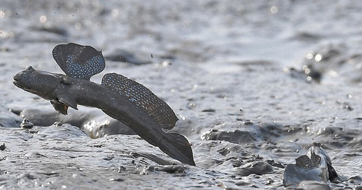In Photos: Love season arrives for mudskippers in southwest Japan - The ...
