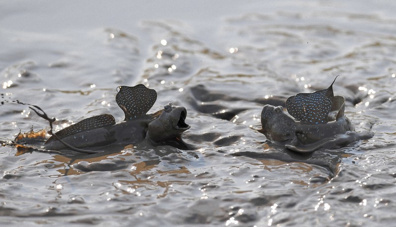 In Photos: Love season arrives for mudskippers in southwest Japan - The ...