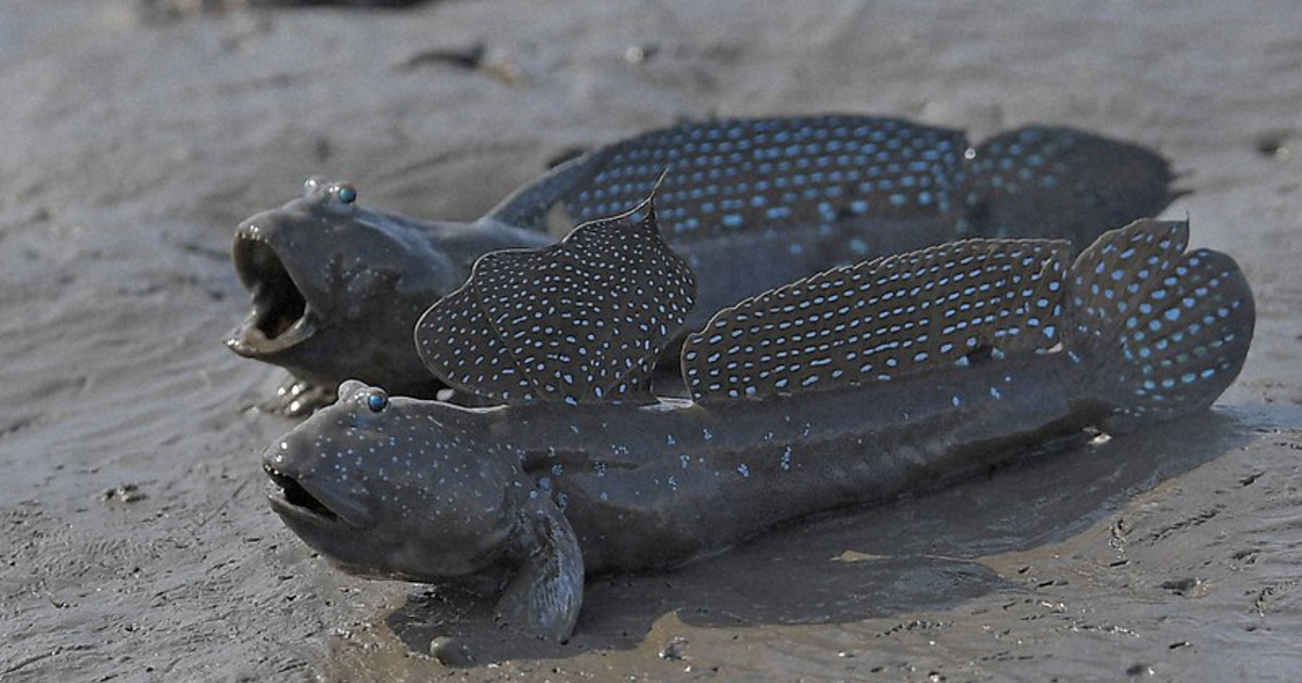 In Photos: Love season arrives for mudskippers in southwest Japan - The ...