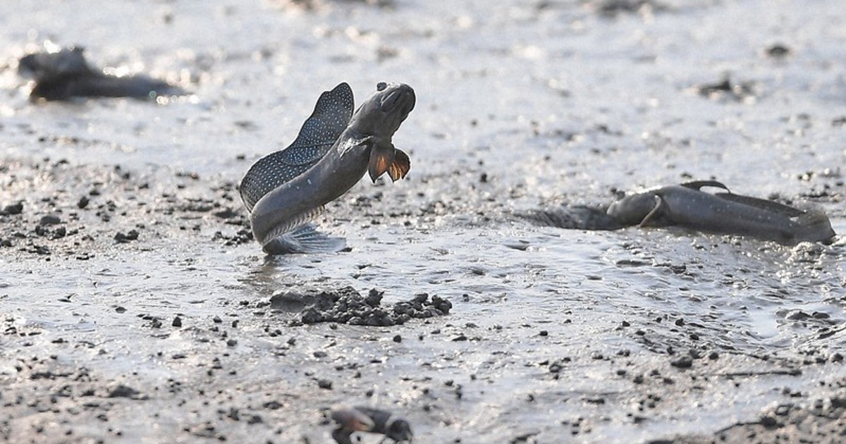 In Photos: Love season arrives for mudskippers in southwest Japan - The ...
