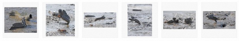 Japan Photo Journal: Tall beauty? Male mudskippers court females by ...