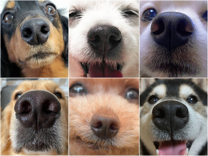 Japan dog owners urged to register pooches' nose patterns with app to ...