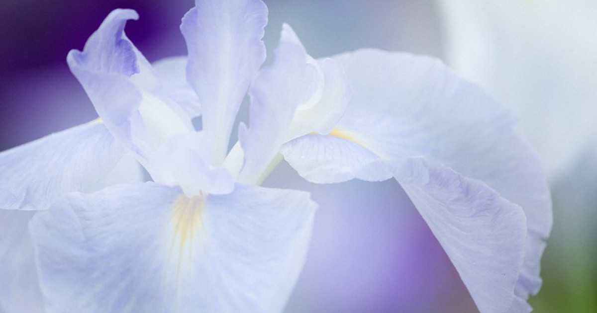 In Photos: Thousands of iris flowers create spectacular display at ...