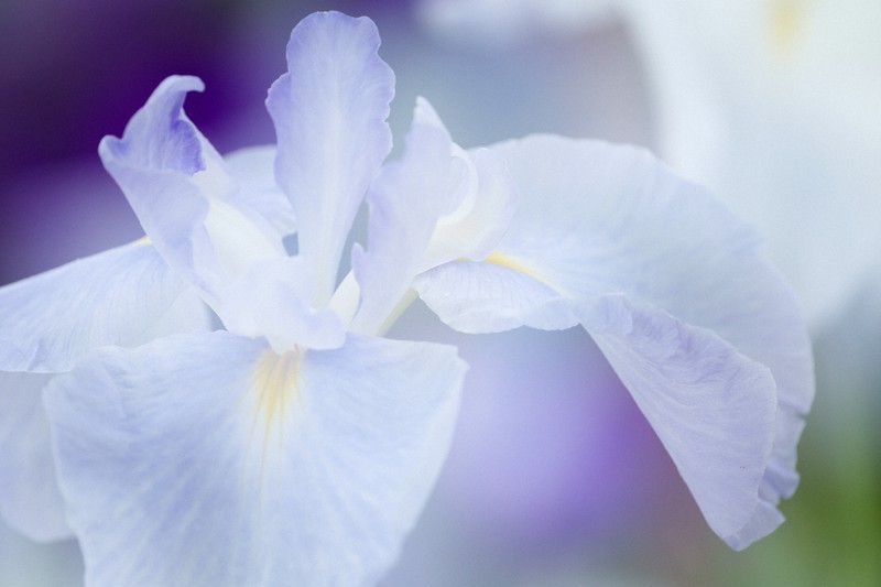 In Photos: Thousands of iris flowers create spectacular display at ...