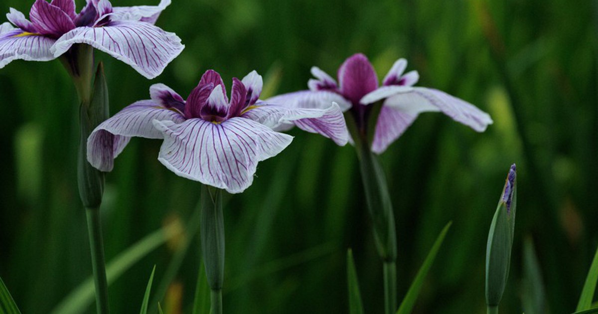 In Photos: Thousands of iris flowers create spectacular display at ...