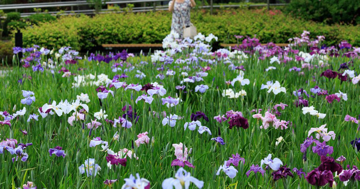In Photos: Thousands of iris flowers create spectacular display at ...