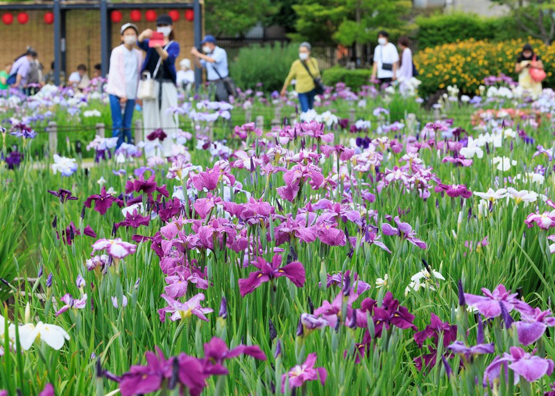 In Photos: Thousands of iris flowers create spectacular display at ...