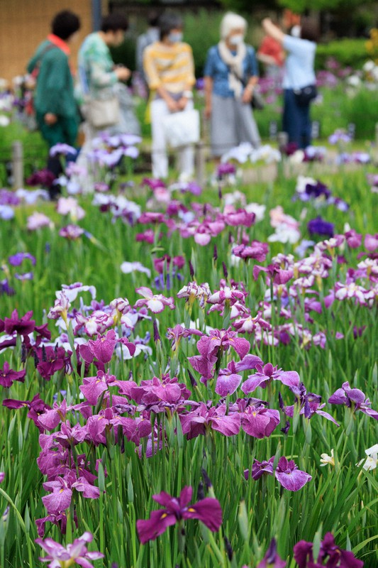In Photos: Thousands of iris flowers create spectacular display at ...