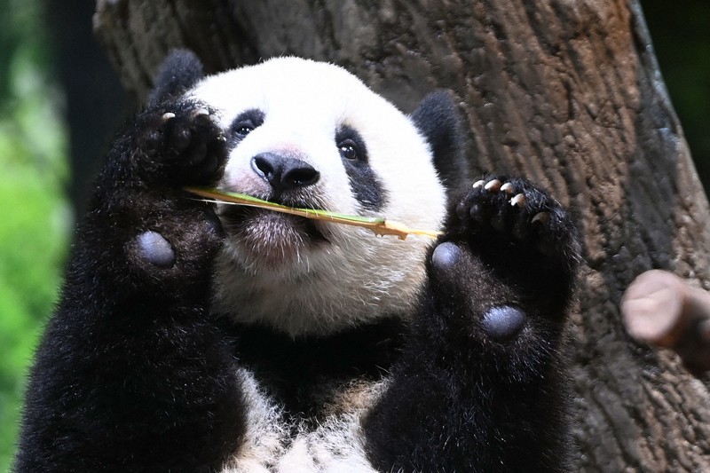 In Photos: Tokyo zoo holds 1st birthday bash for giant panda twins ...