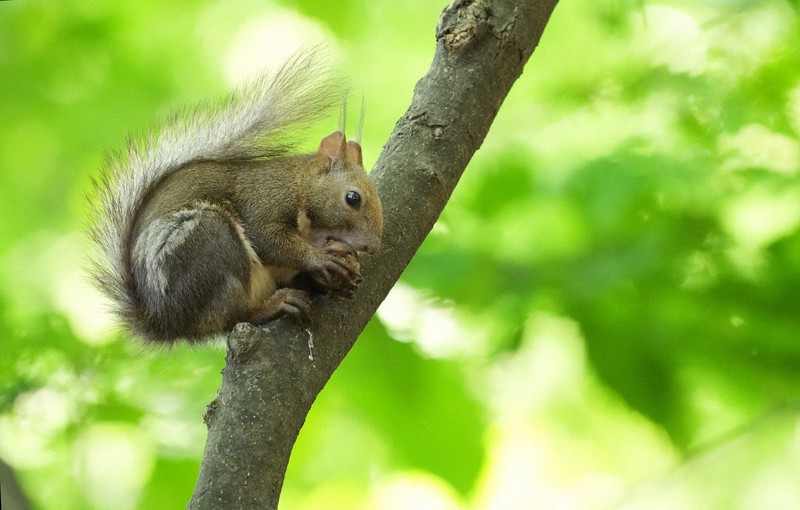 In Photos: Hokkaido squirrels shed winter coats in verdurous Sapporo ...