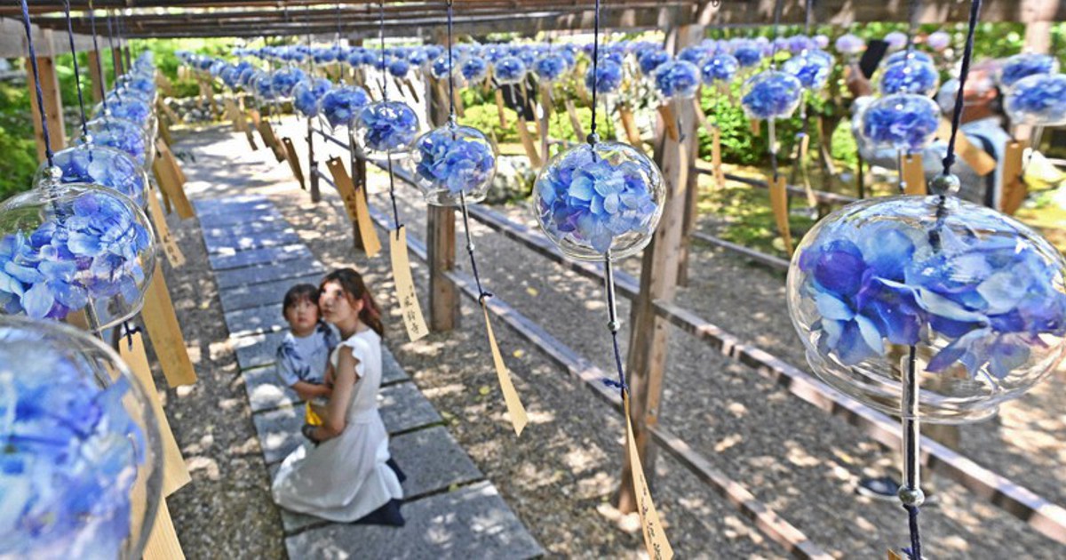 In Photos: Japanese wind chimes decorate Kyoto temple - The Mainichi