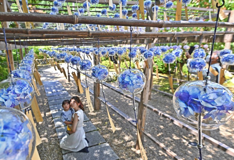In Photos: Japanese wind chimes decorate Kyoto temple - The Mainichi
