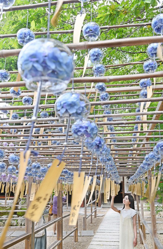 In Photos: Japanese wind chimes decorate Kyoto temple - The Mainichi
