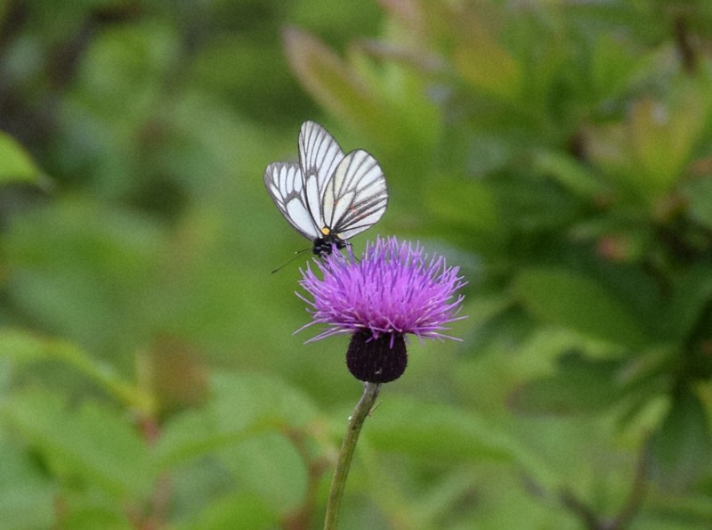 Japan Photo Journal: Beautiful but endangered butterflies spotted on ...