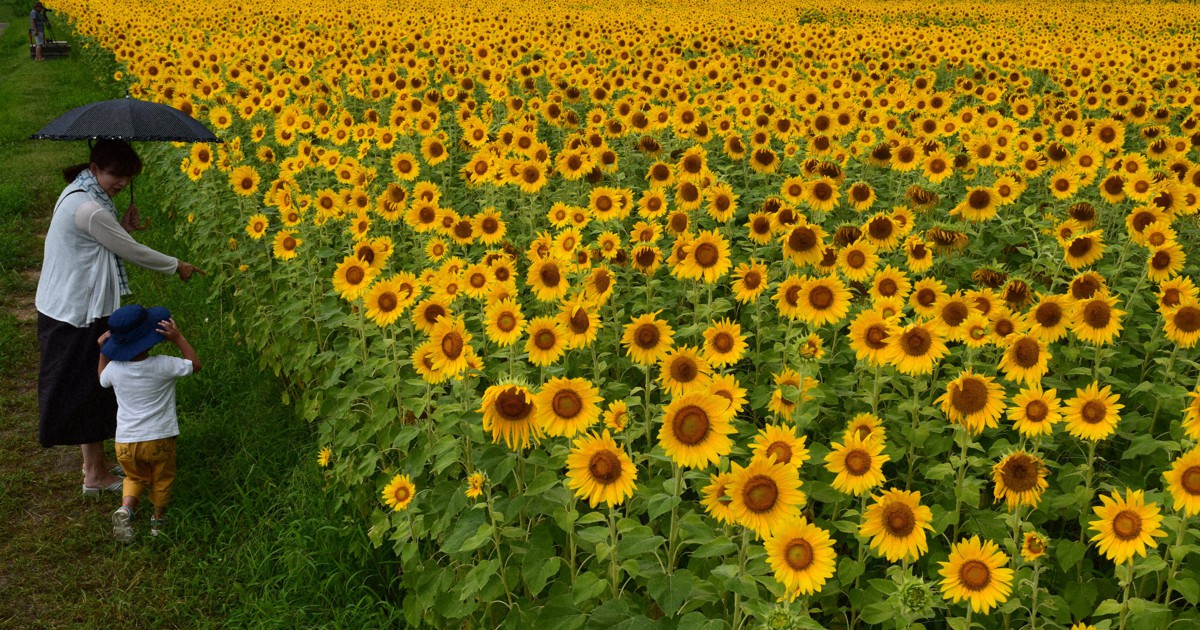 Japan Photo Journal: 100,000 sunflowers turning heads in Fukuoka Pref ...