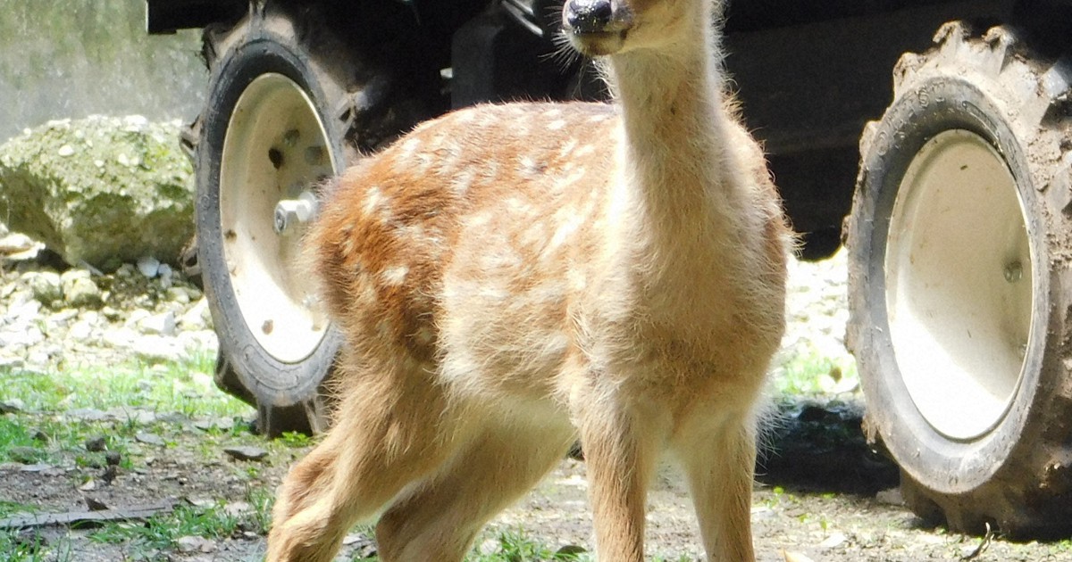 Bambi boom: 80 spring-born fawns make public debut in Nara Park - The ...