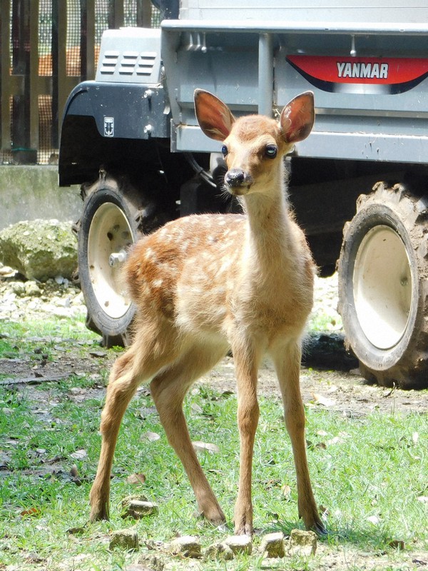 Bambi boom: 80 spring-born fawns make public debut in Nara Park - The ...