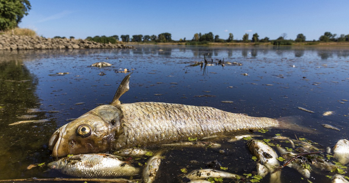 Wildfires spread, fish die off amid severe drought in Europe - The Mainichi