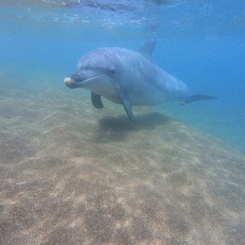 Swimmers bitten in string of dolphin attacks at Sea of Japan beaches ...