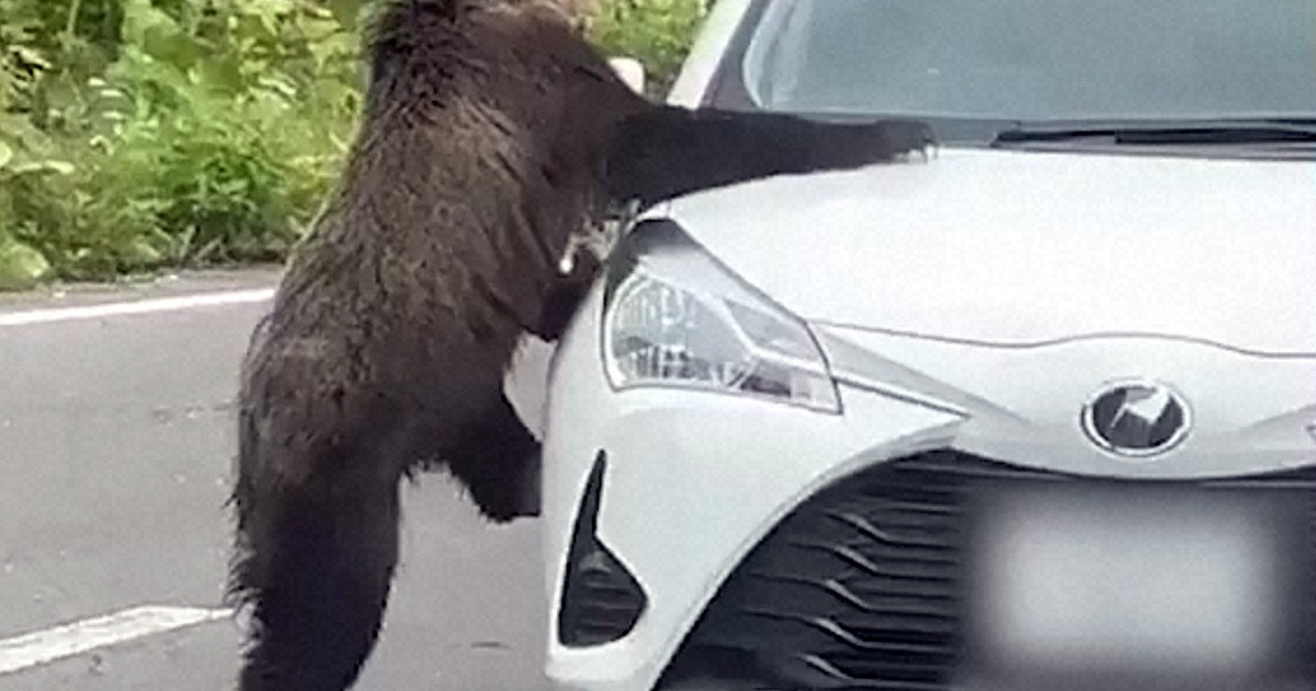 Brown bear filmed standing up, peering at driver near Hokkaido tourist ...