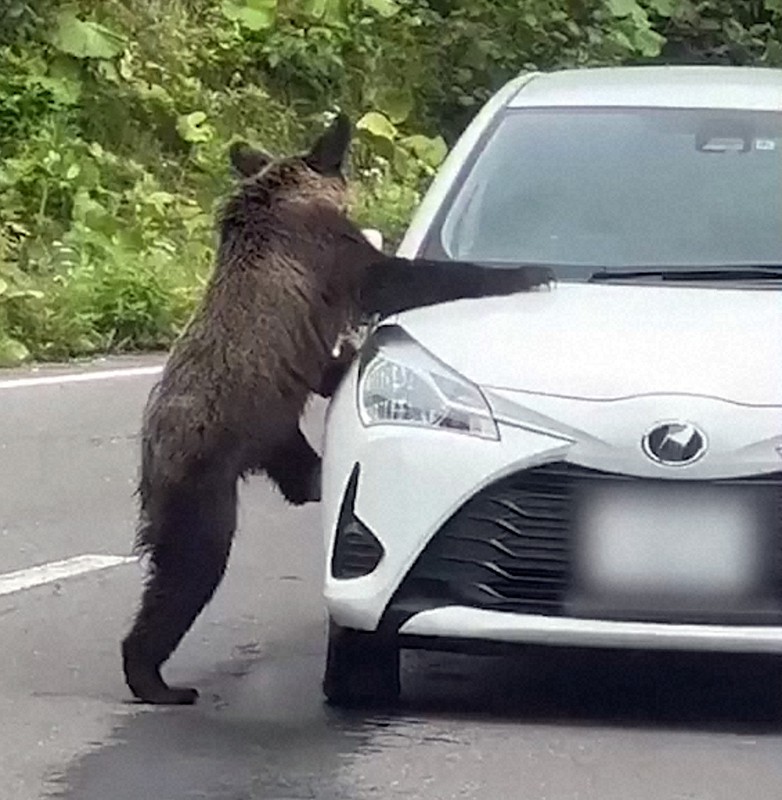 Brown bear filmed standing up, peering at driver near Hokkaido tourist ...