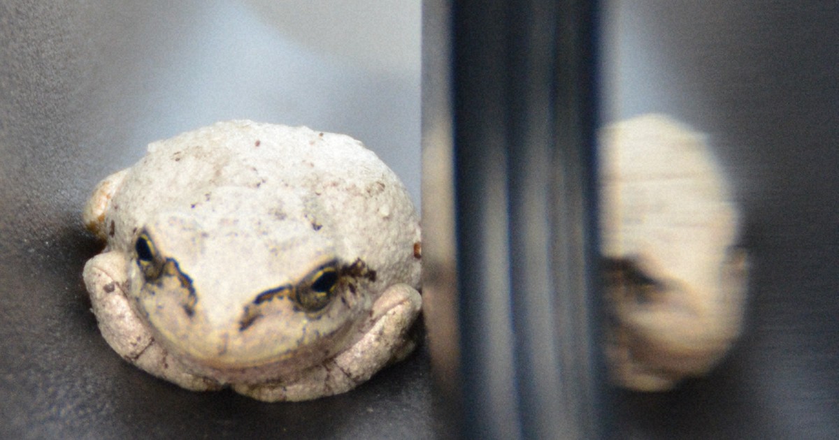'Lucky' white frog found stuck to car mirror in west Japan city - The ...