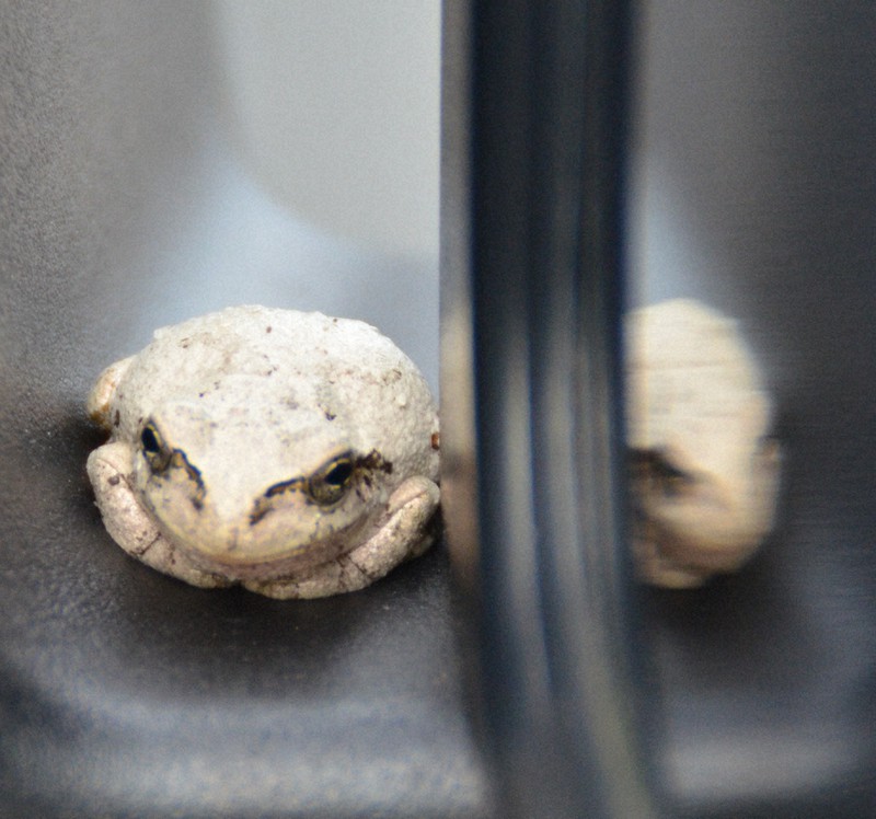 'Lucky' white frog found stuck to car mirror in west Japan city - The ...