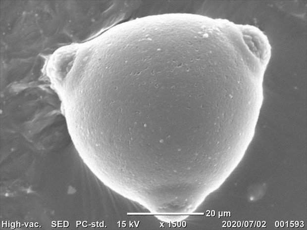 In Photos: Nature's wild variety shines through in pollen images - The ...