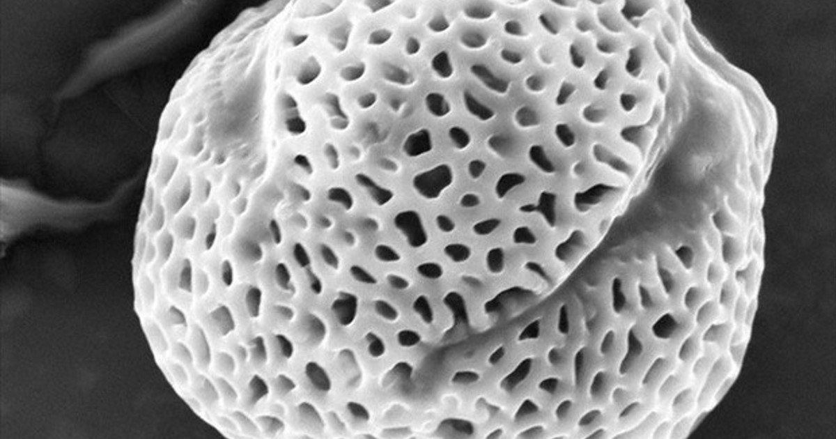 In Photos: Nature's wild variety shines through in pollen images - The ...