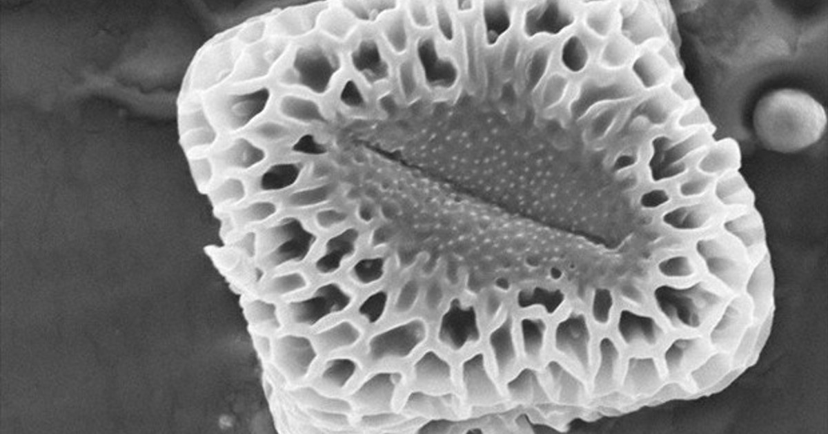 In Photos: Nature's wild variety shines through in pollen images - The ...