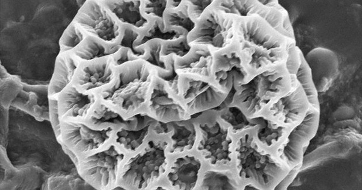 In Photos: Nature's wild variety shines through in pollen images - The ...