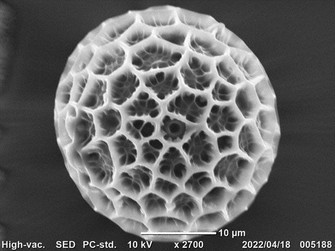 Pollen image database at Japanese univ. offers unique microcosm of ...