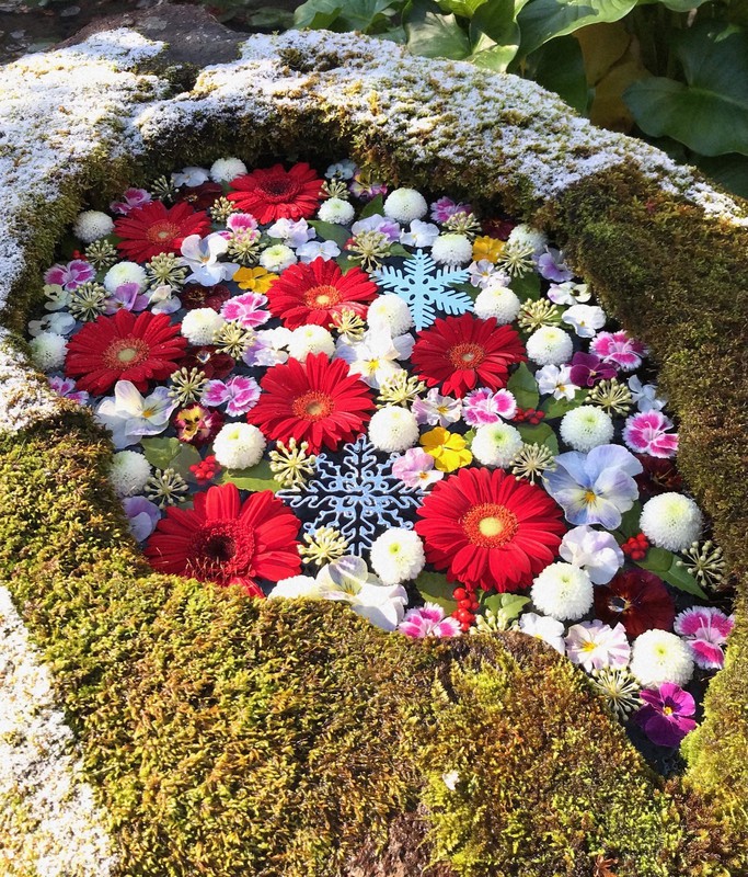 In Photos: Japan temple welcomes visitors with colorful flowers in ...