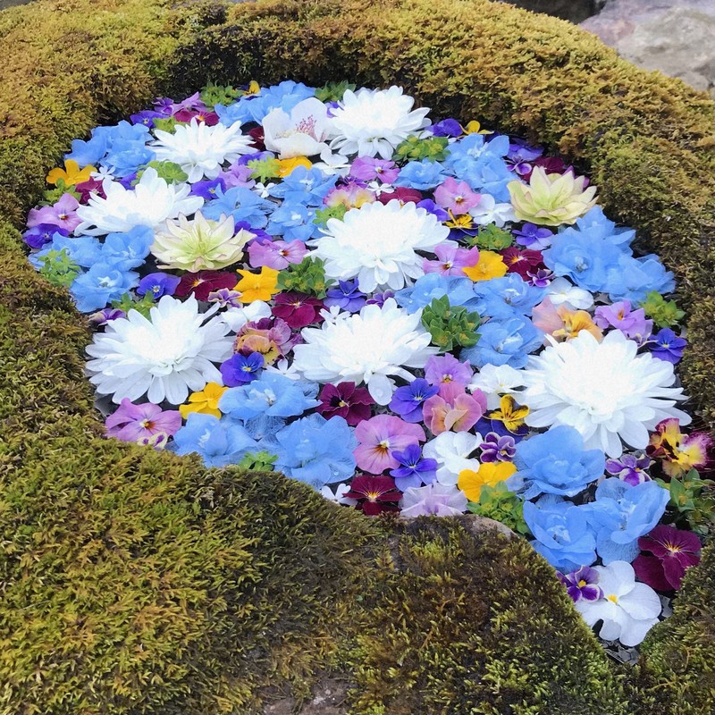 In Photos: Japan temple welcomes visitors with colorful flowers in ...