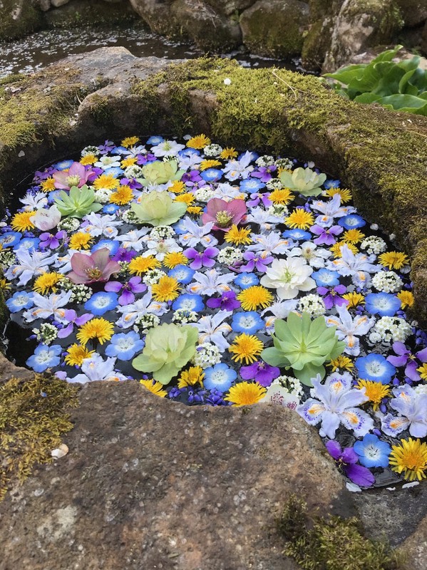 In Photos: Japan temple welcomes visitors with colorful flowers in ...