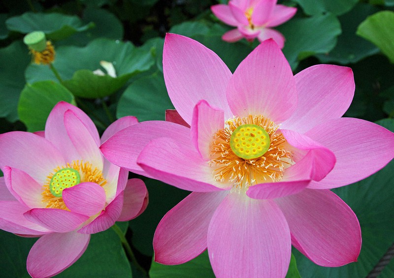 Entries open for 26th Mainichi Haiku Contest until Oct. 31 - The Mainichi