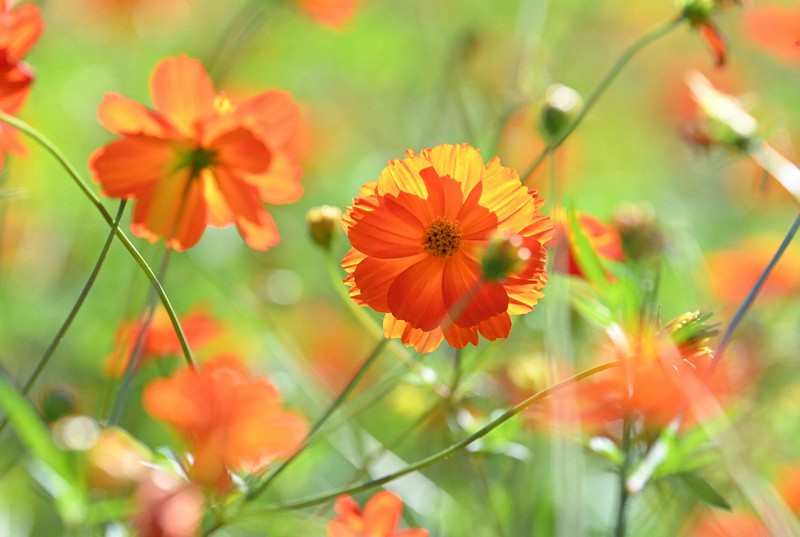 The 25th Mainichi Haiku Contest - The Mainichi